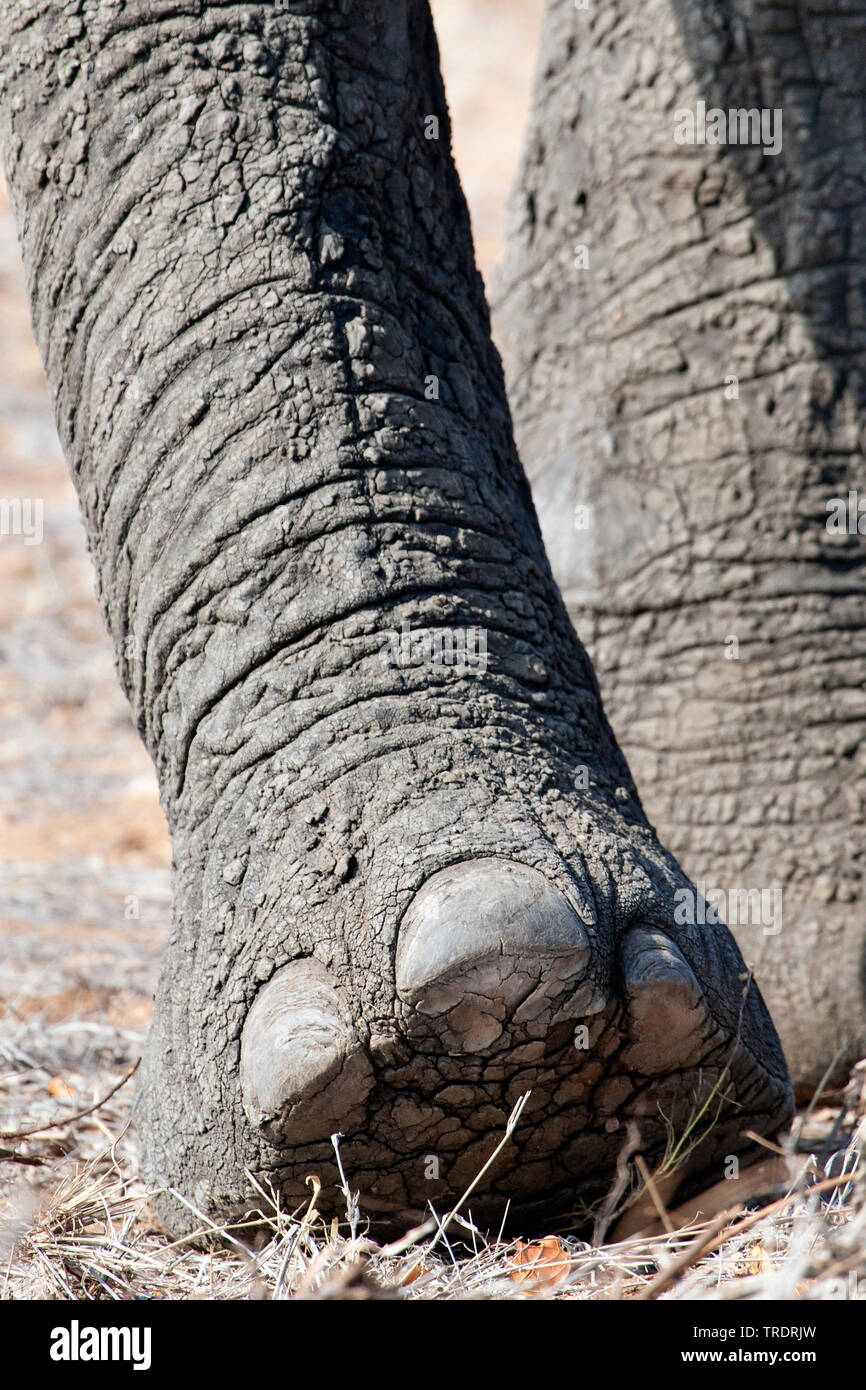 How Big Is An Elephant’S Foot – Elephant Foot Size – DYMFBR