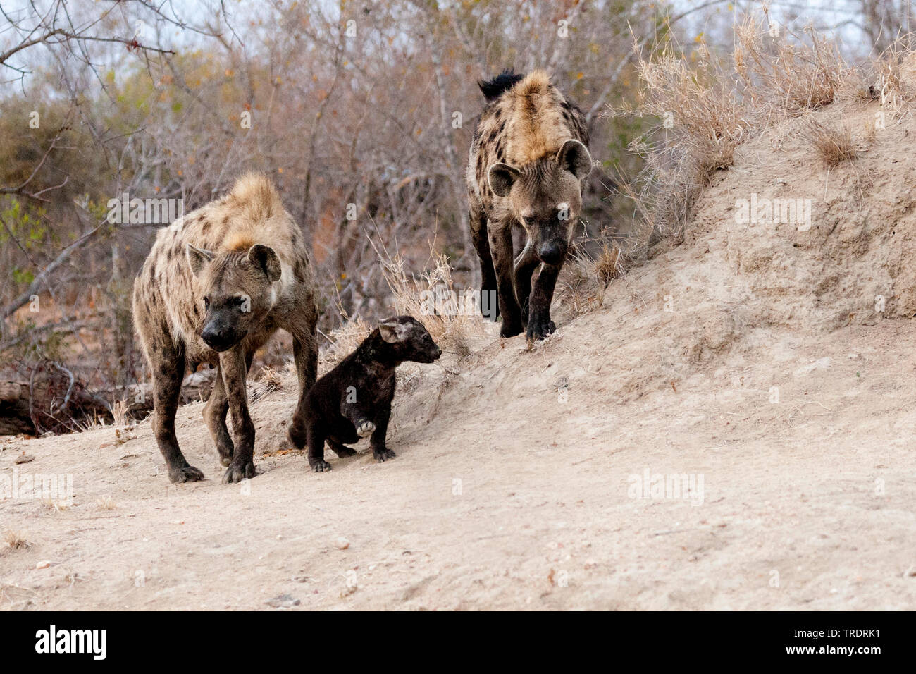 spotted hyena (Crocuta crocuta), hyena family, South Africa, Mpumalanga ...