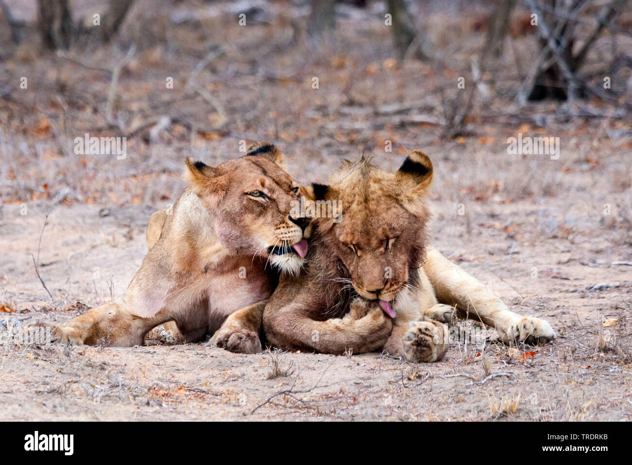 Lion grooming wildlife africa hi-res stock photography and images - Alamy
