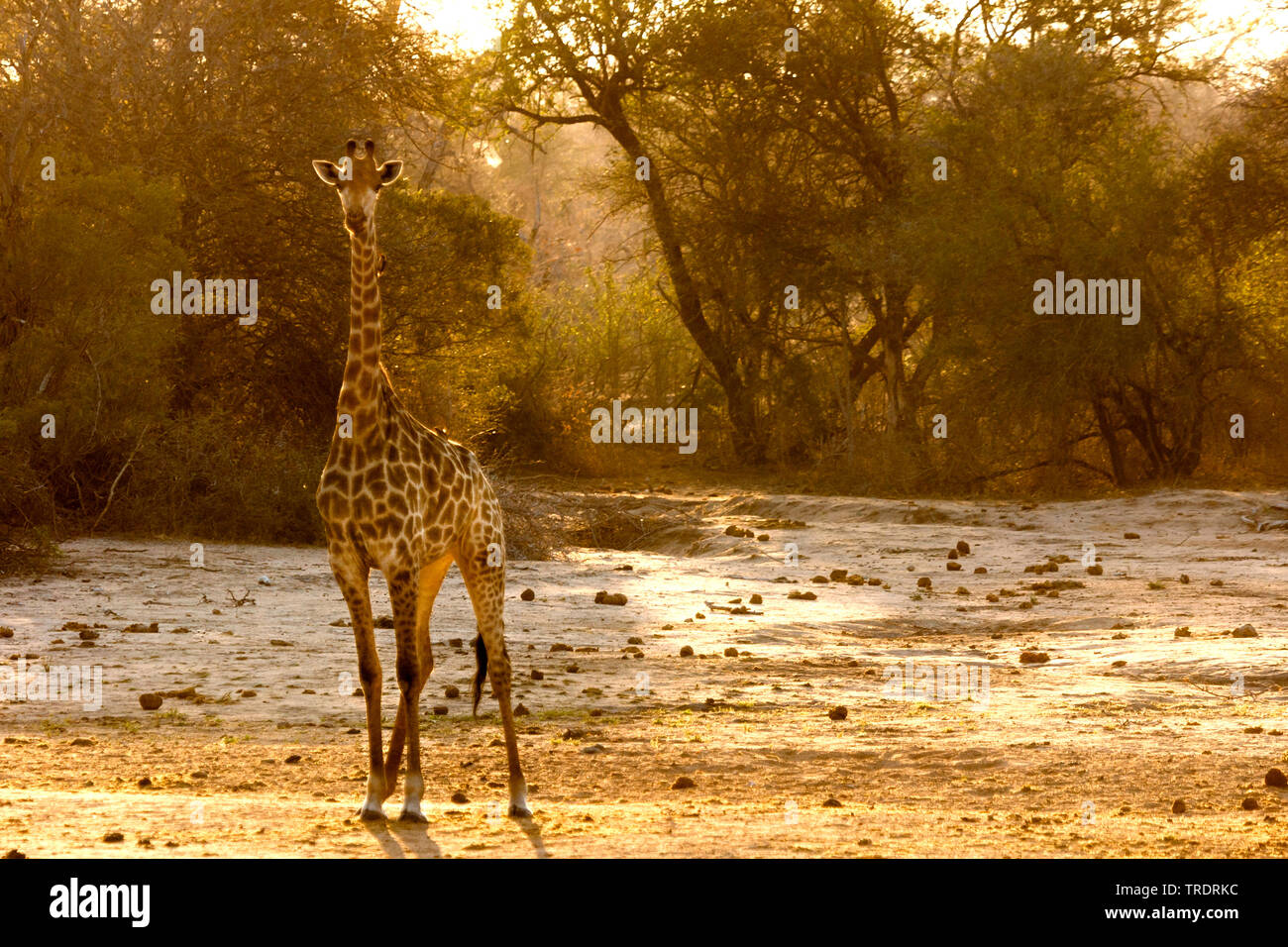 Cape giraffe (Giraffa camelopardalis giraffa, Giraffa giraffa ...
