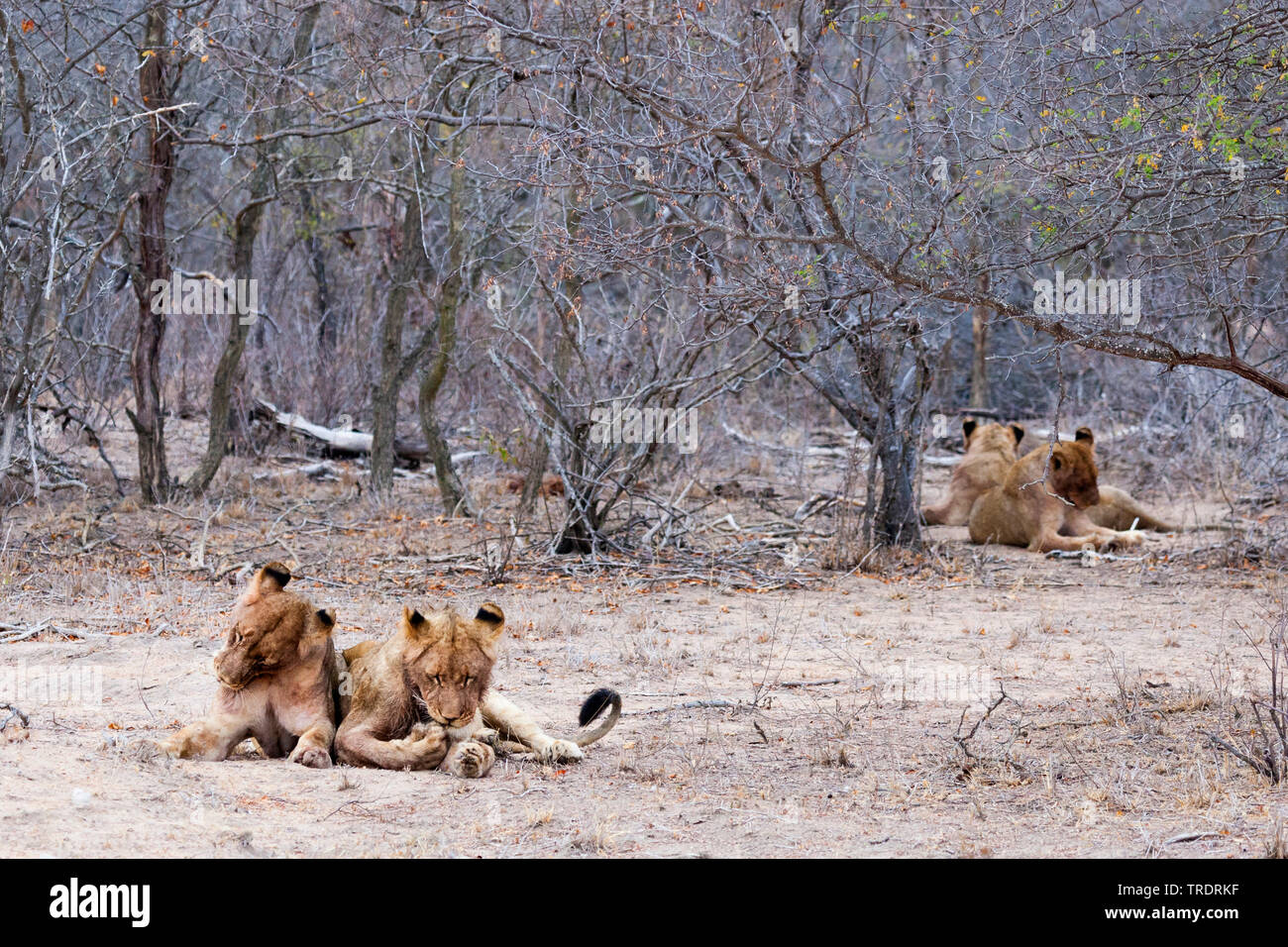 Lion grooming wildlife africa hi-res stock photography and images - Alamy