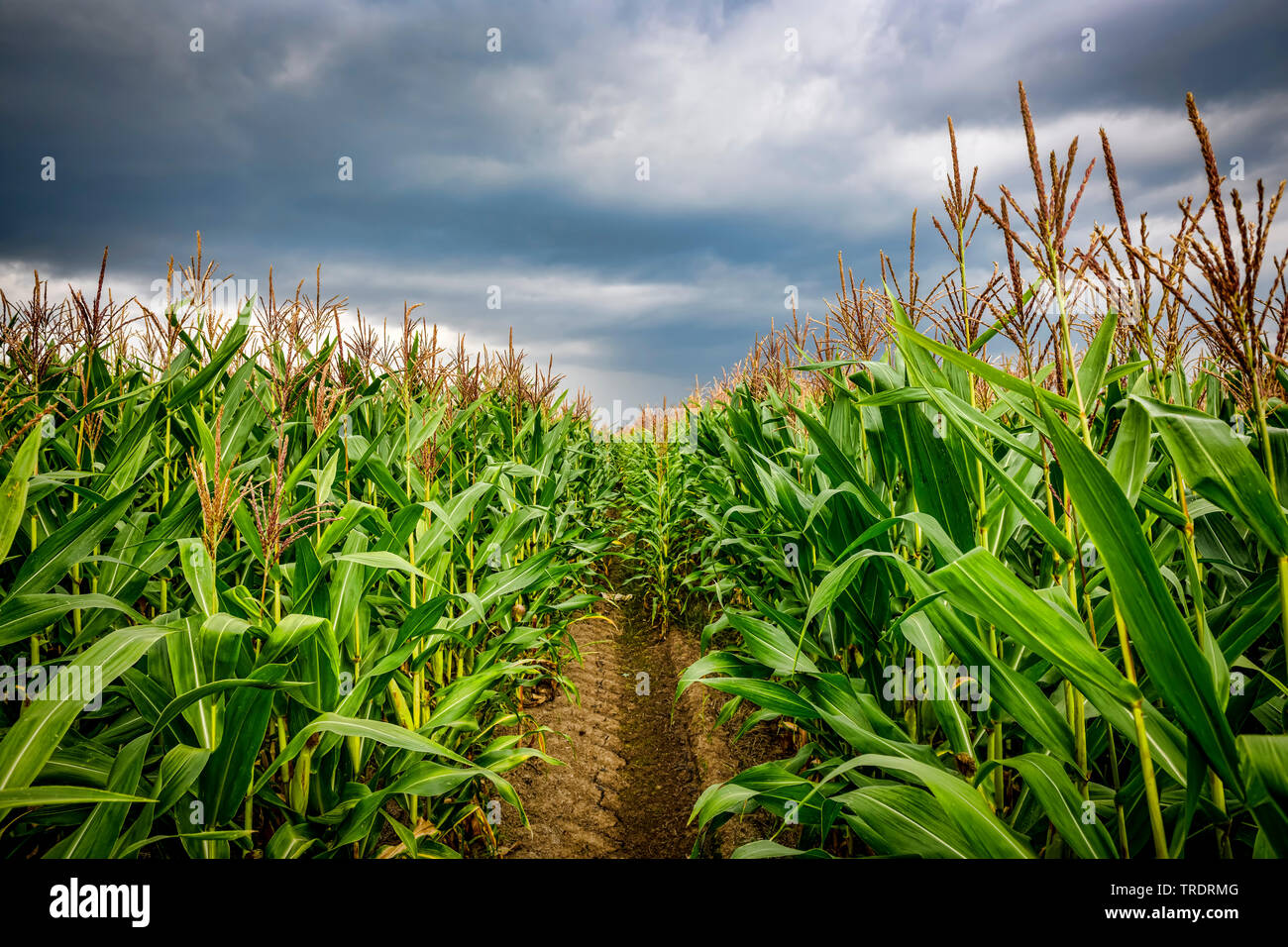 Indian Cultural High Resolution Stock Photography and Images - Alamy