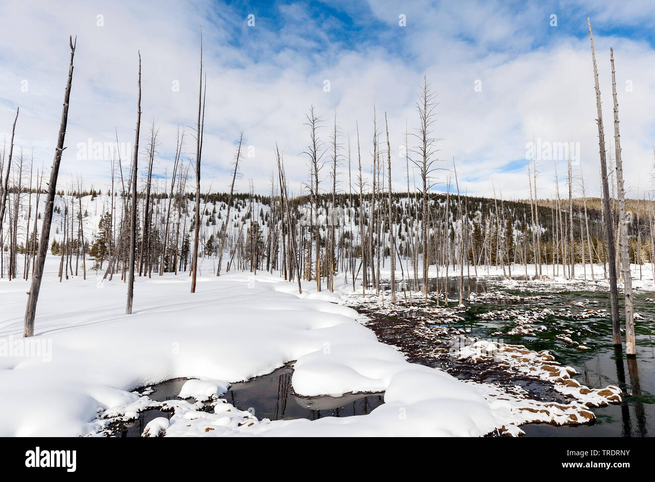 Dead tree in snow usa hi-res stock photography and images - Alamy