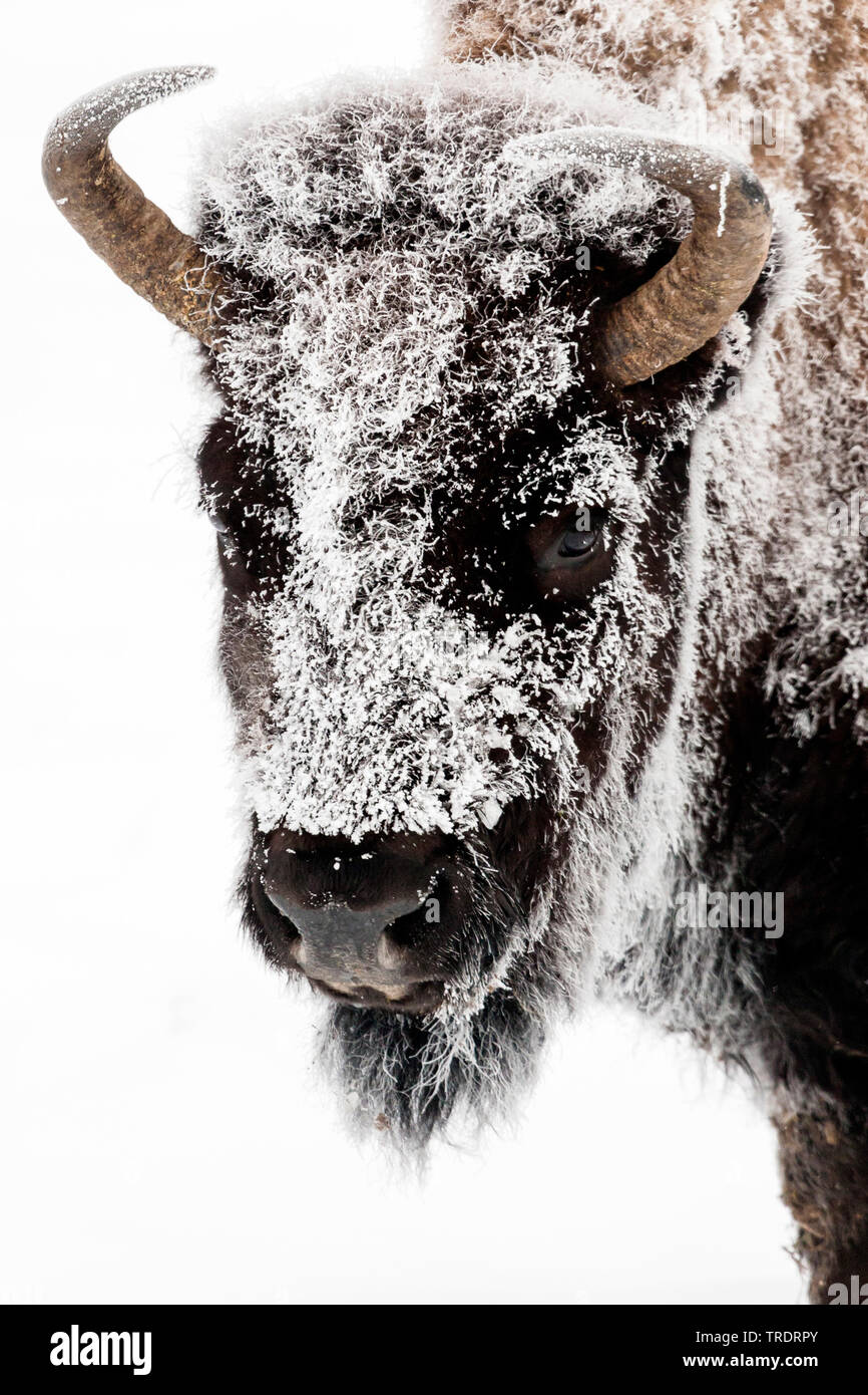 Yellowstone winter buffalo hi-res stock photography and images - Alamy