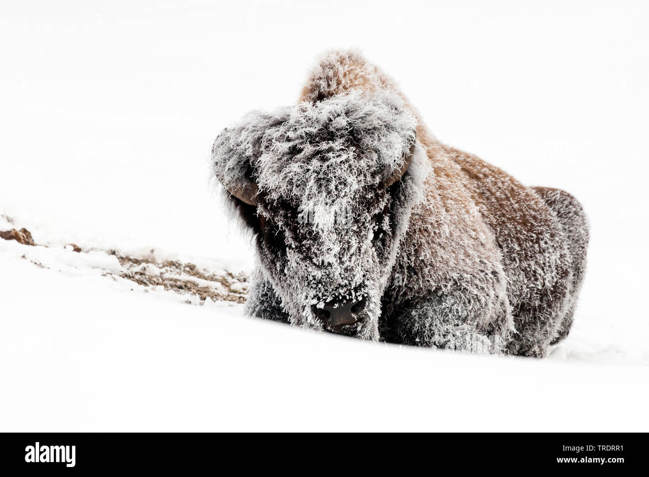 Snow covered face bison buffalo hi-res stock photography and images - Alamy