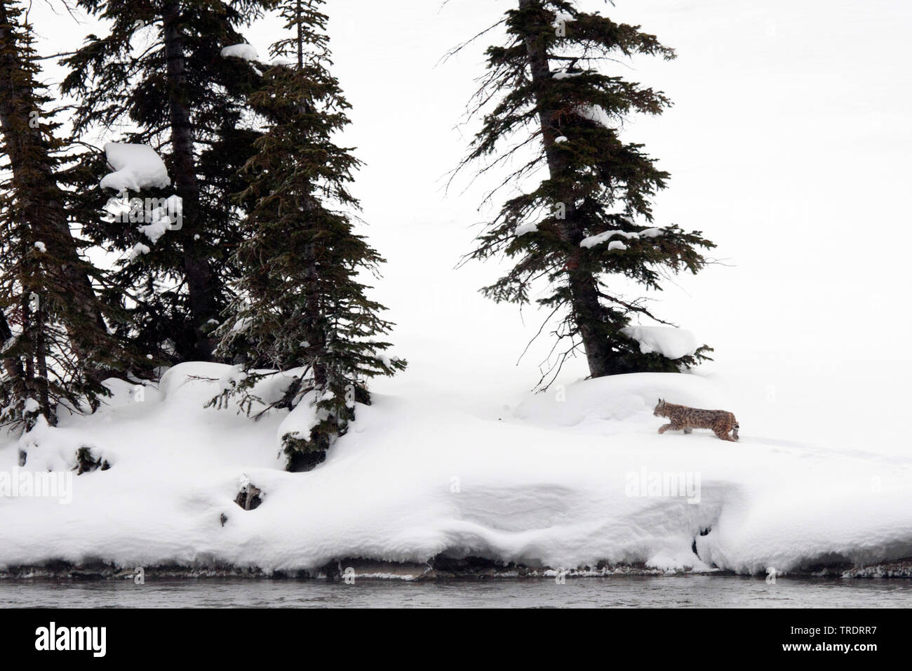 bobcat (Lynx rufus), stalking in the snow, side view, USA, Wyoming ...