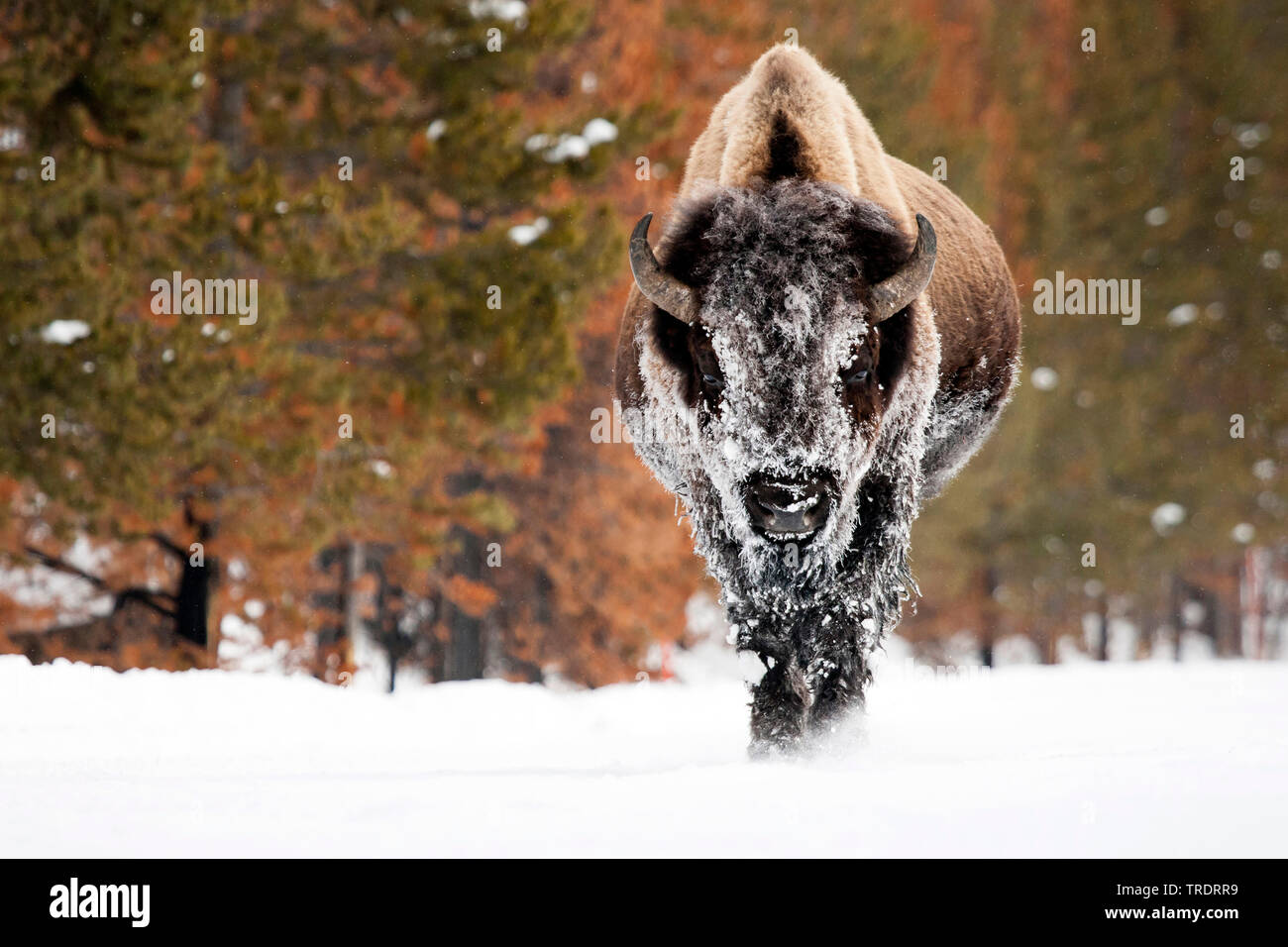 Front view of american buffalo standing in winter hi-res stock ...