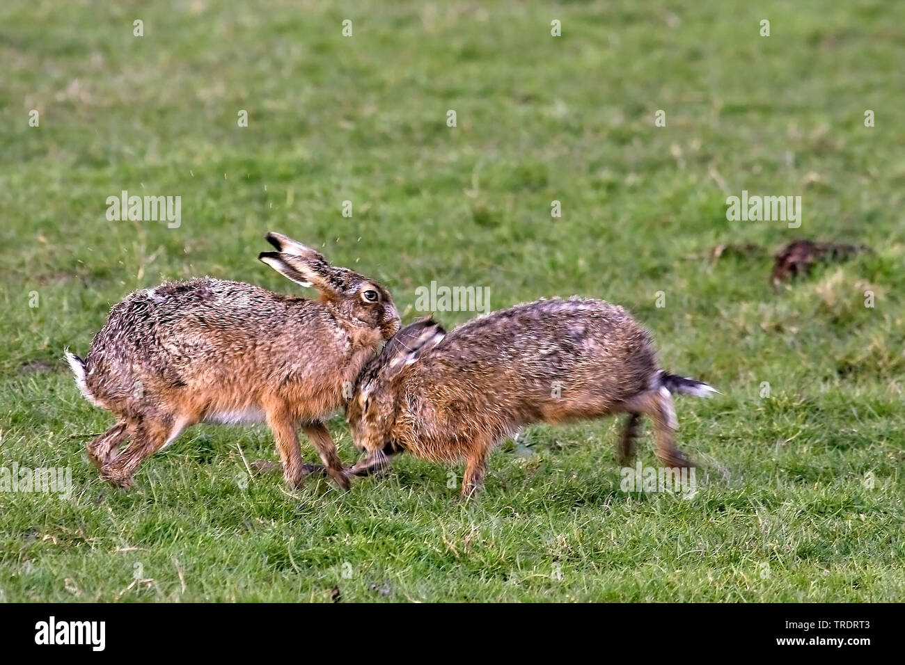 Two european hares fighting lepus hi-res stock photography and images ...
