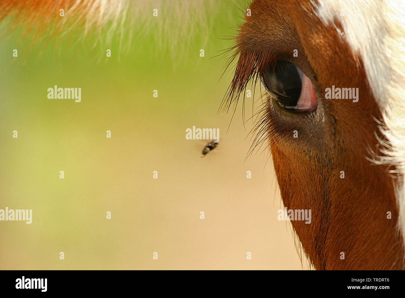 domestic cattle (Bos primigenius f. taurus), eye of a cattle ...
