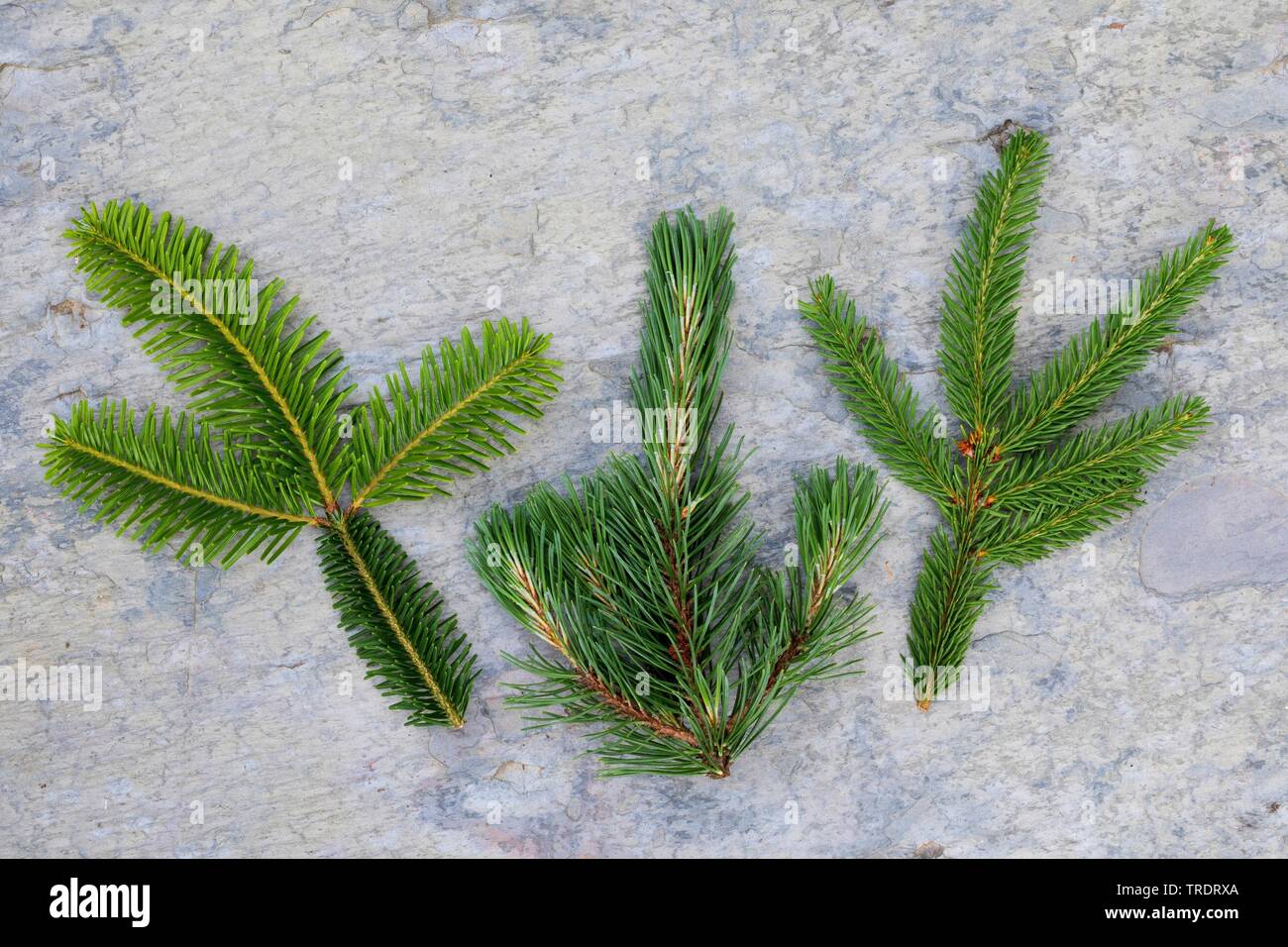 Pines spruces fir trees hi-res stock photography and images - Alamy