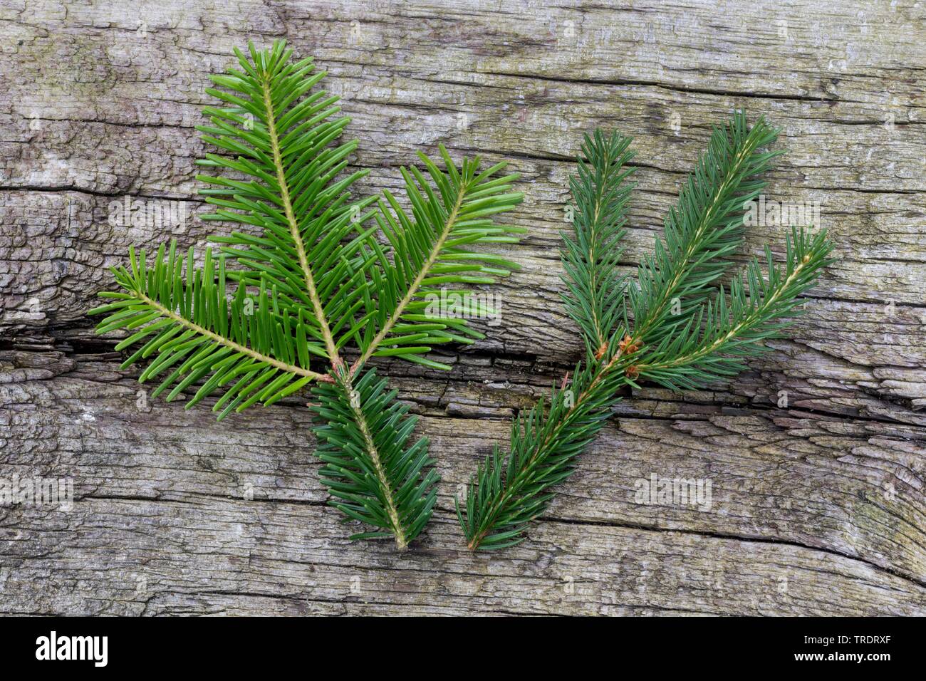 Silver spruce hi-res stock photography and images - Alamy