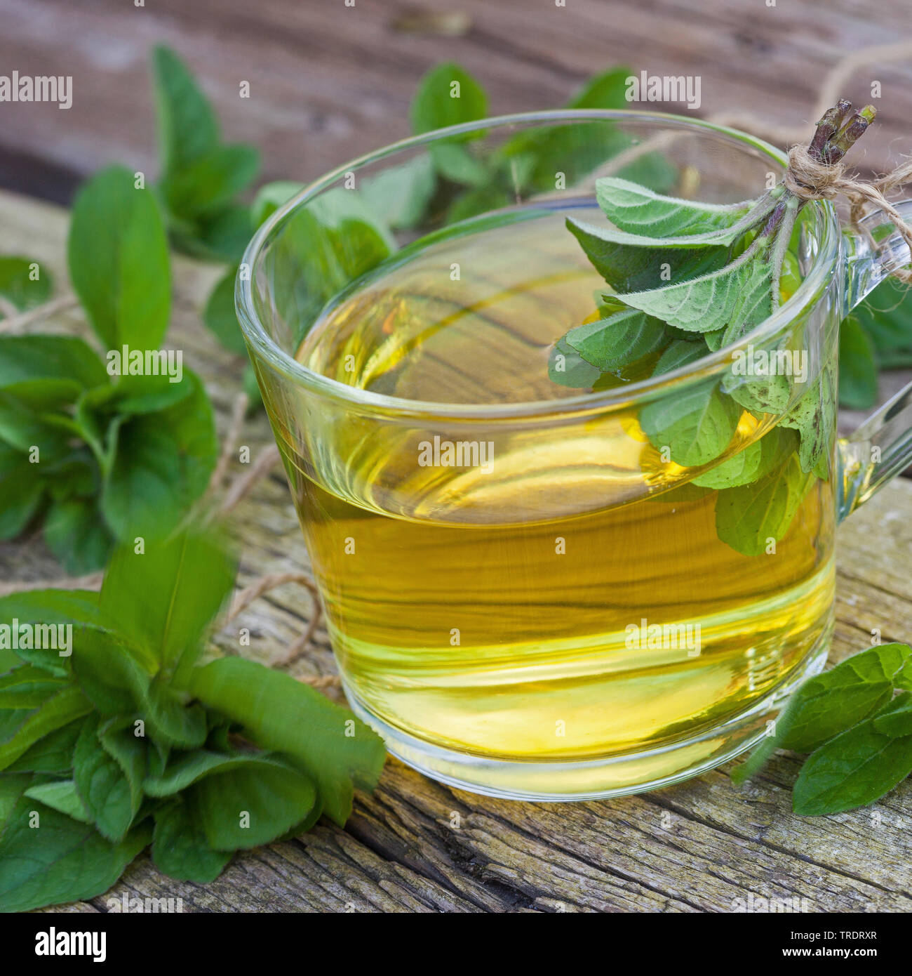 Wild water mint, Water mint, Horse mint (Mentha aquatica), tea made of ...