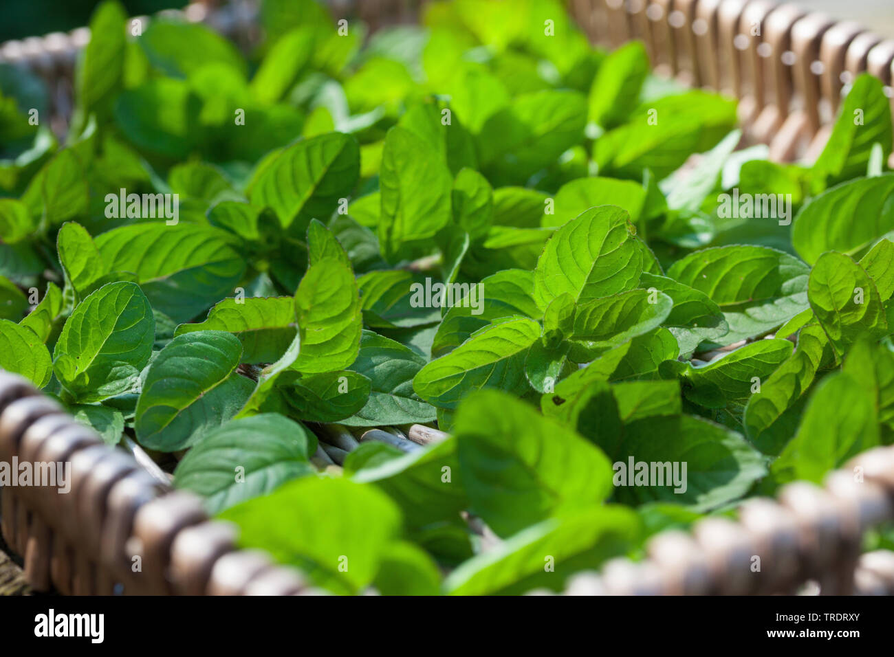 Wild water mint, Water mint, Horse mint (Mentha aquatica), leaves are ...