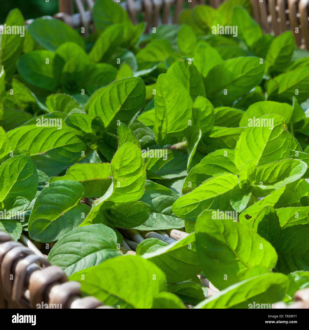 Wild water mint, Water mint, Horse mint (Mentha aquatica), leaves are ...