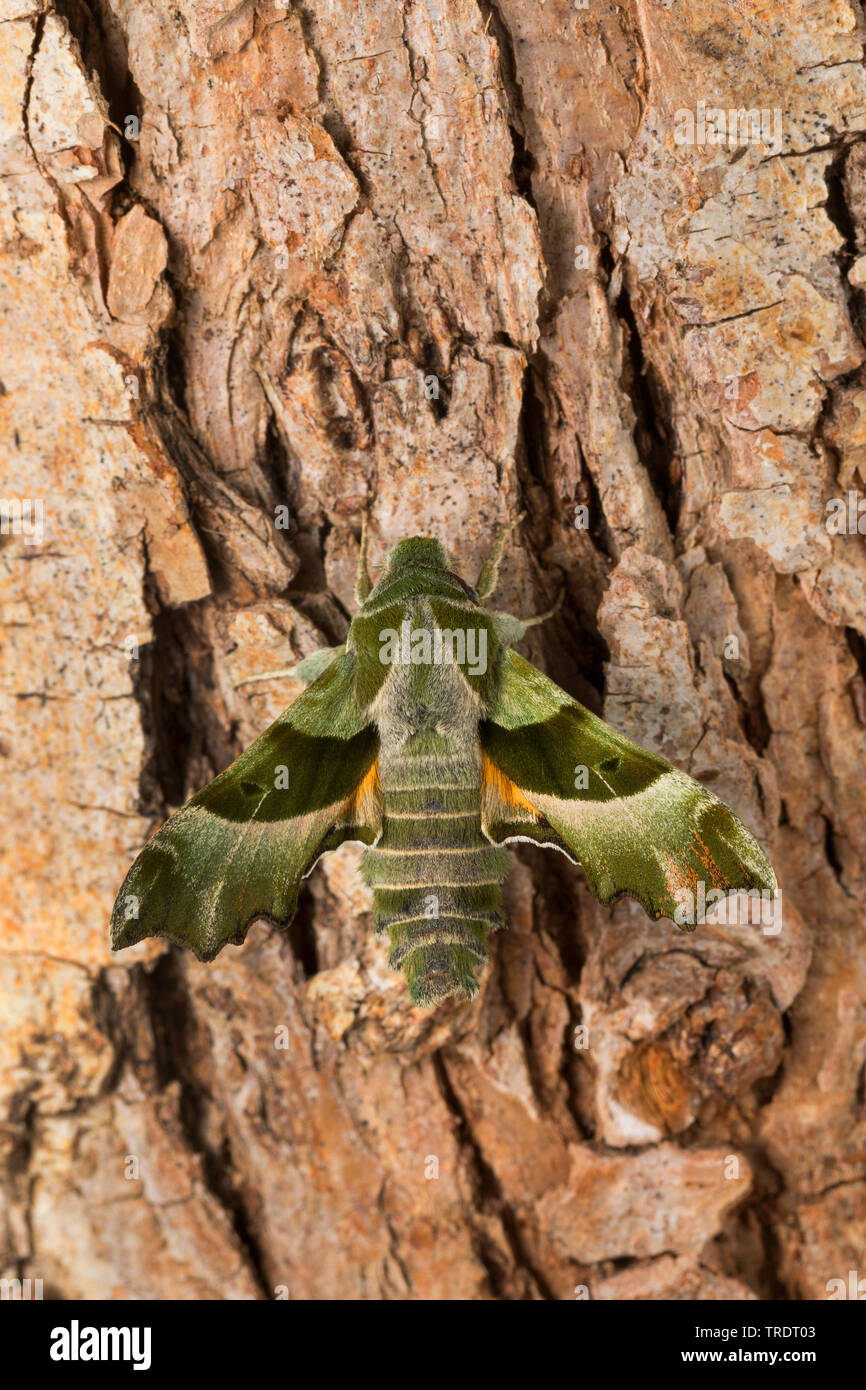 Sphinx moth hi-res stock photography and images - Alamy