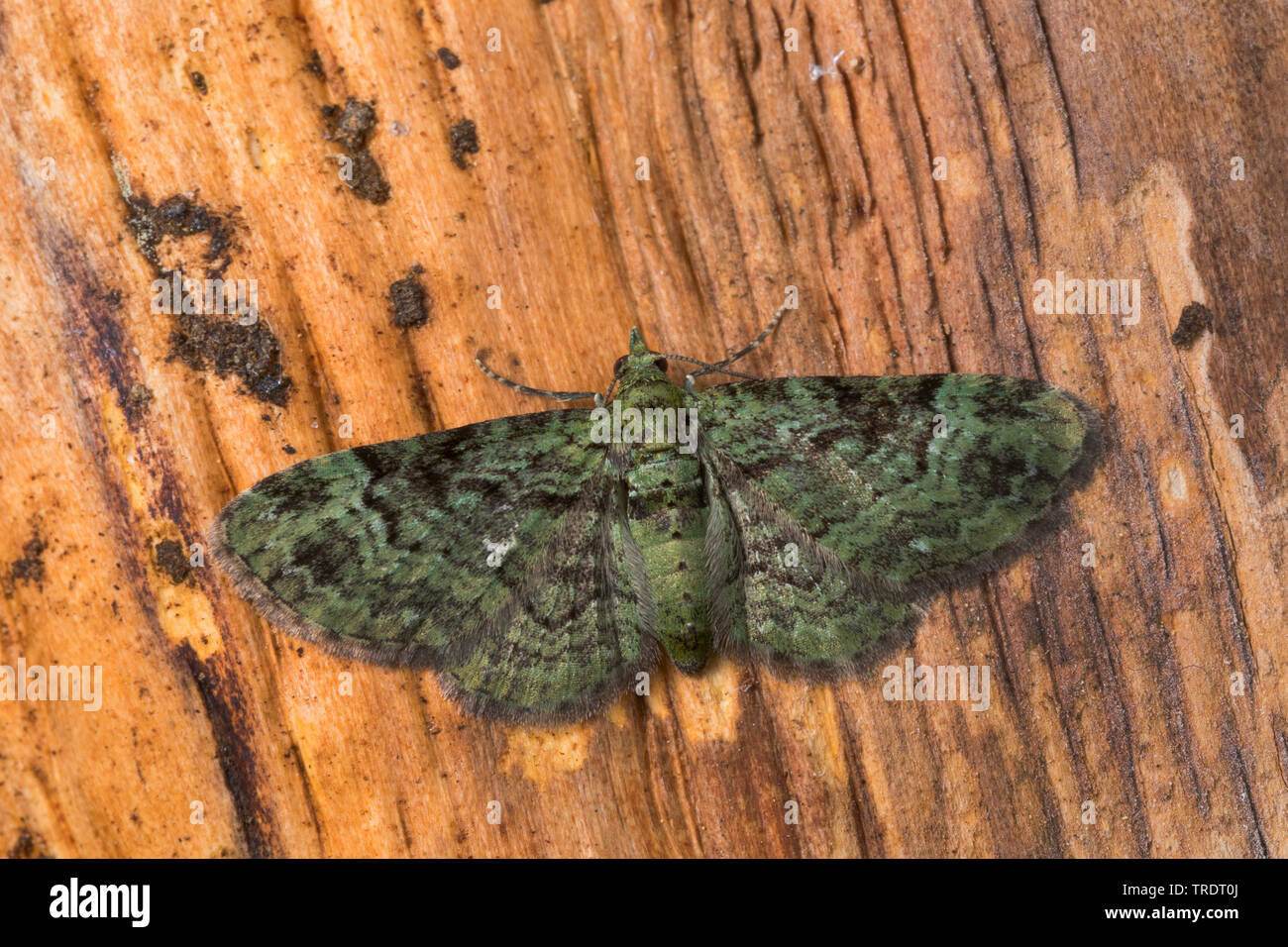 Green pug, Green Pug Moth (Pasiphila rectangulata, Pasiphila grisescens ...