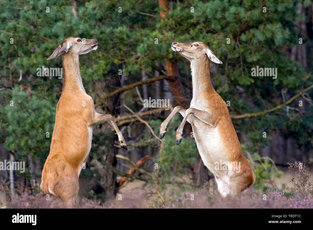 Two female deer fighting hi-res stock photography and images - Alamy