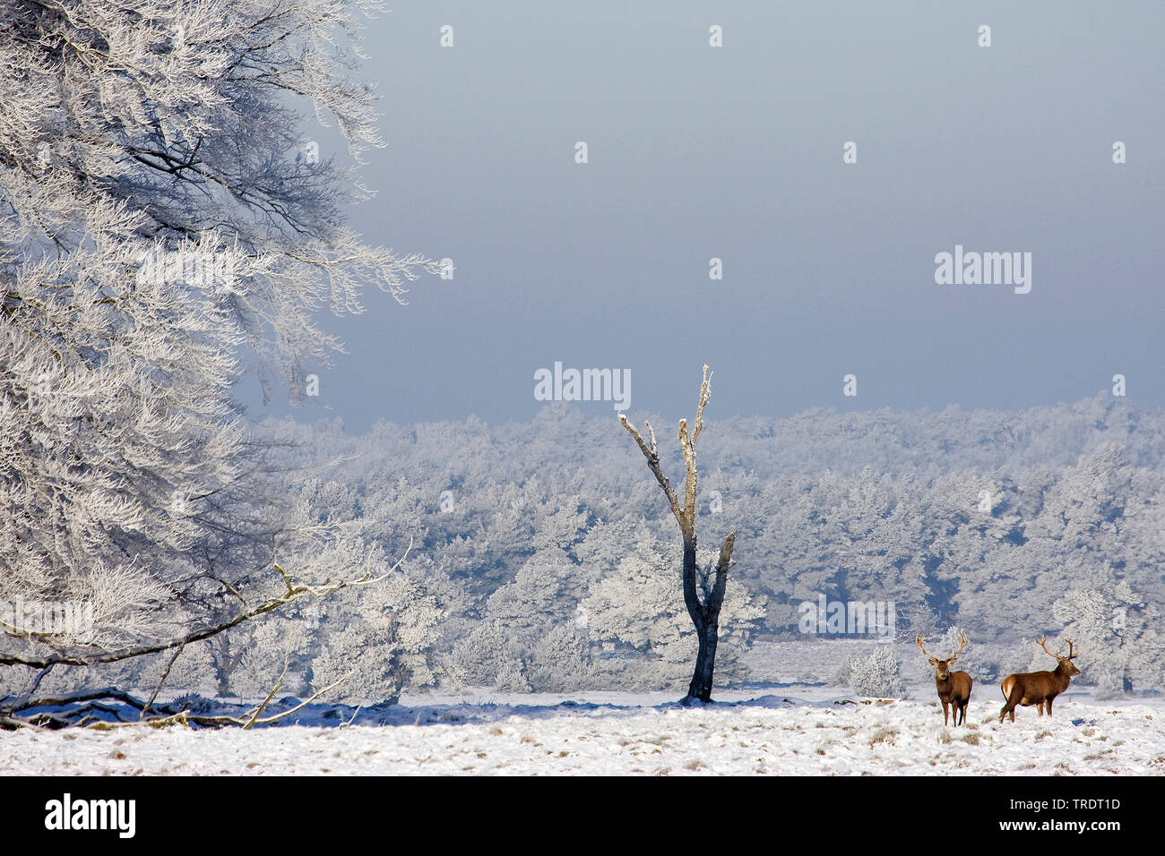 Forest landscape with stags hi-res stock photography and images - Alamy