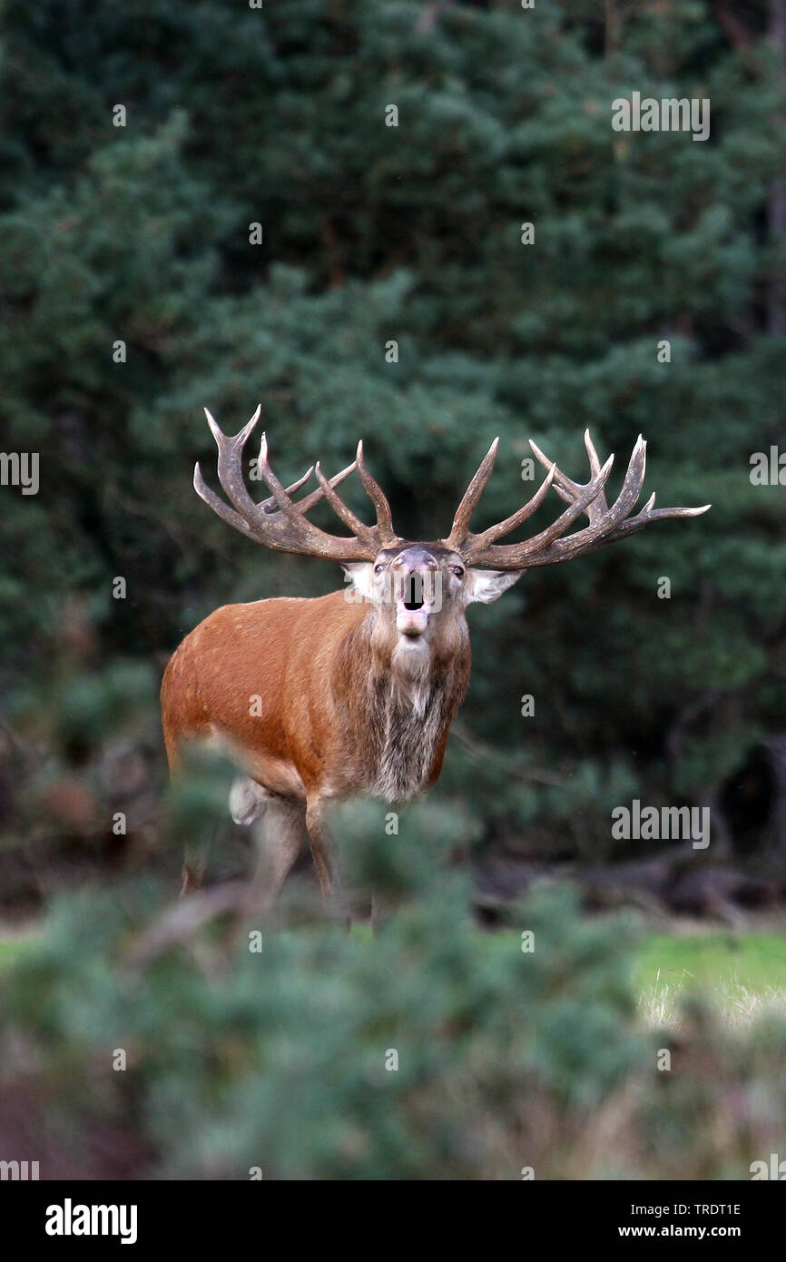 red deer (Cervus elaphus), roaring stag, front view, Netherlands Stock ...