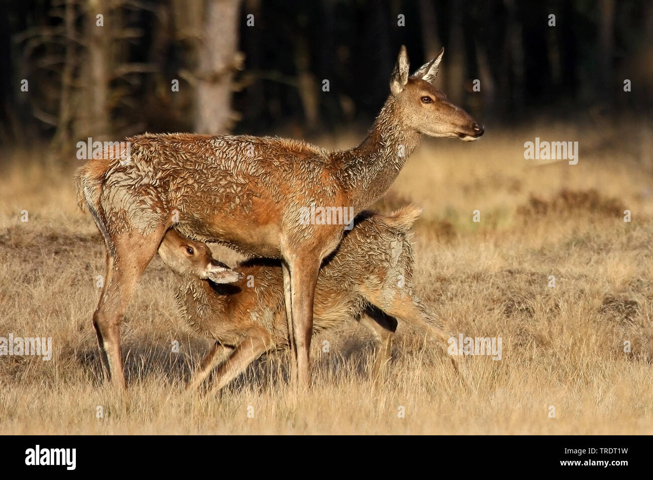 red deer (Cervus elaphus), hind sucking her fawn, side view ...