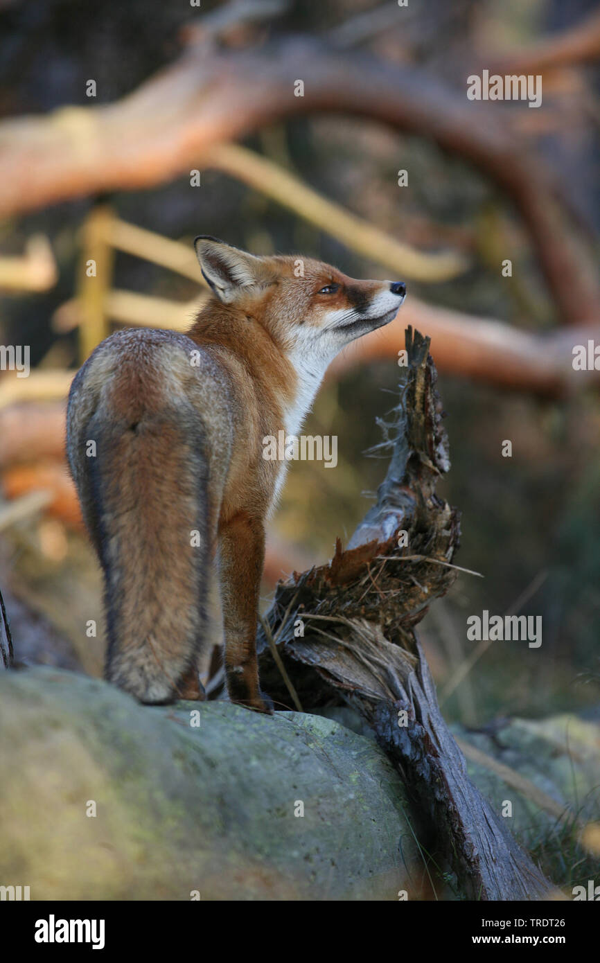 Rear view red fox hi-res stock photography and images - Alamy