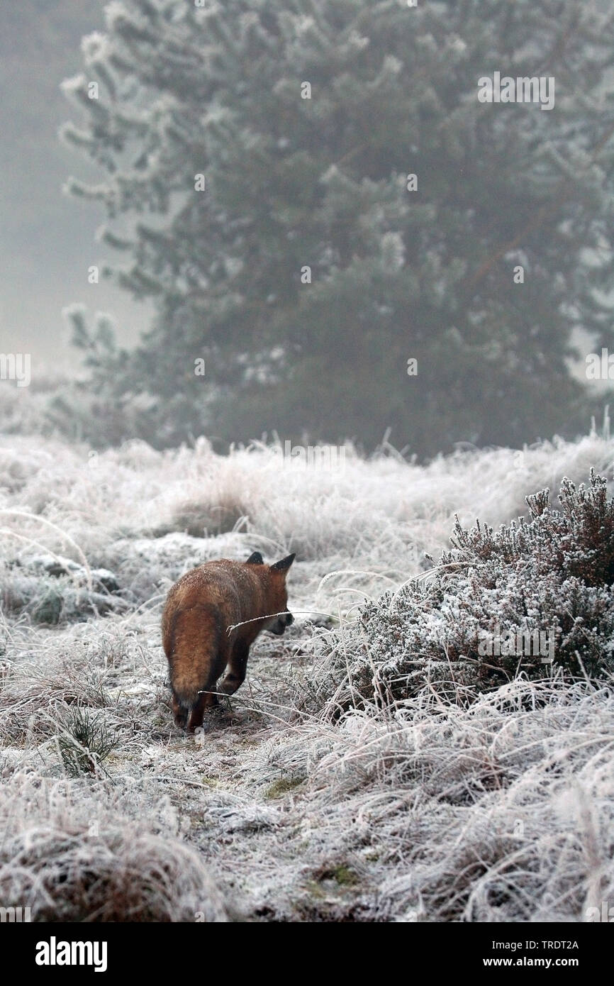 Rear view red fox hi-res stock photography and images - Alamy