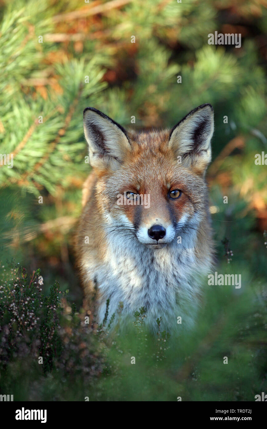 red fox (Vulpes vulpes), portrait between conifers, front view ...
