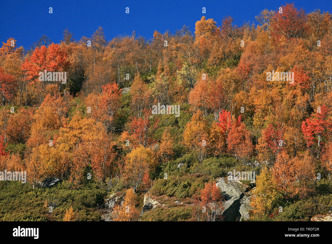 Scandinavian autumn hi-res stock photography and images - Alamy