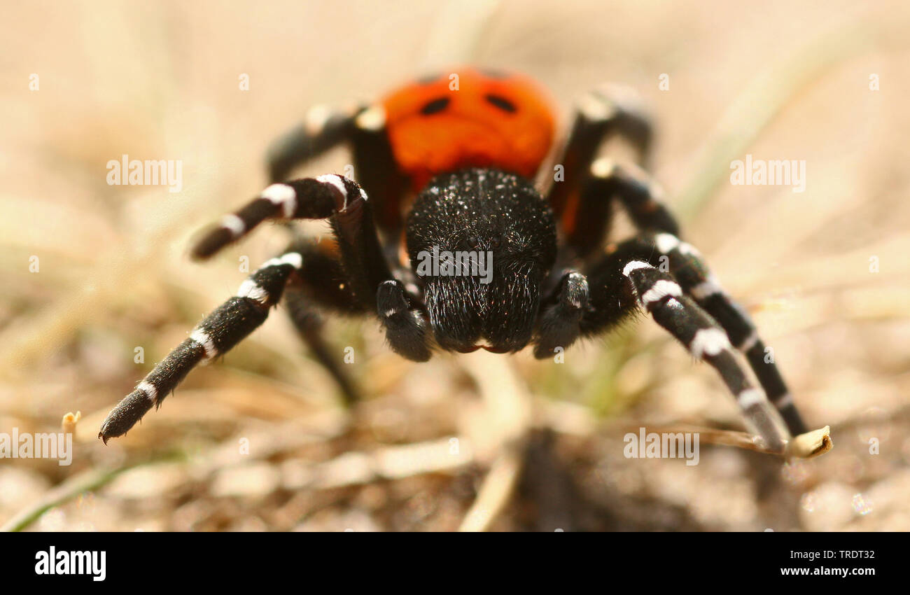 Ladybird spider (Eresus sandaliatus), male, Netherlands Stock Photo - Alamy