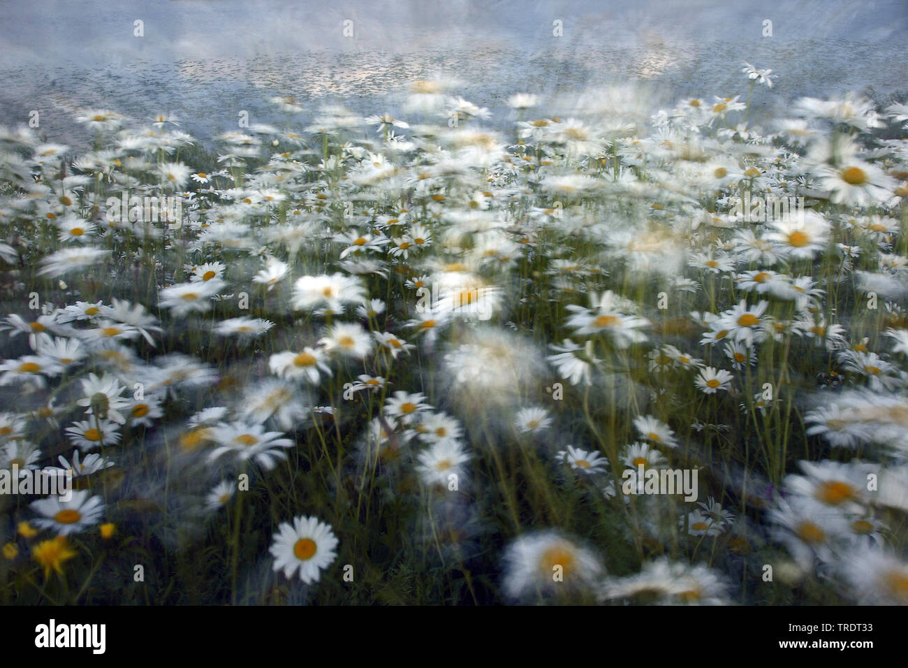 oxeye daisy, ox-eye daisy, white-weed, white daisy, dog daisy ...