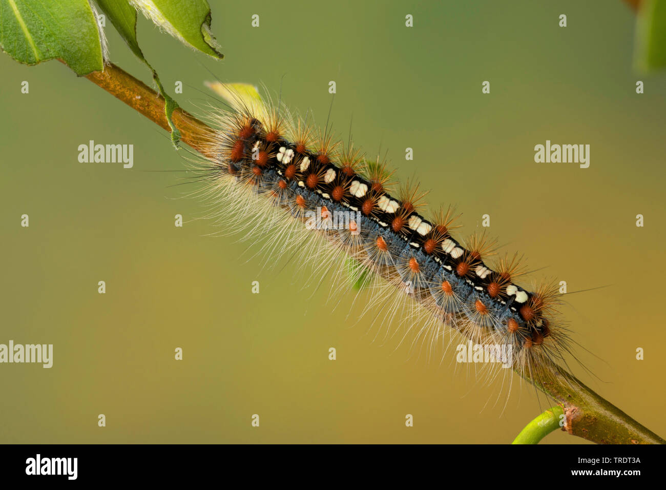 Aatin moth, White Satin Moth (Leucoma salicis, Stilpnotia salicis ...