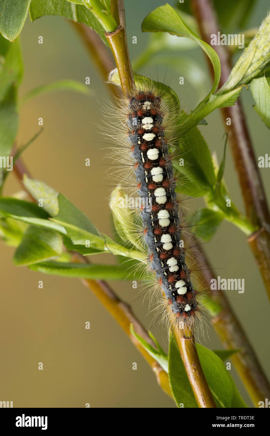 Aatin moth, White Satin Moth (Leucoma salicis, Stilpnotia salicis ...