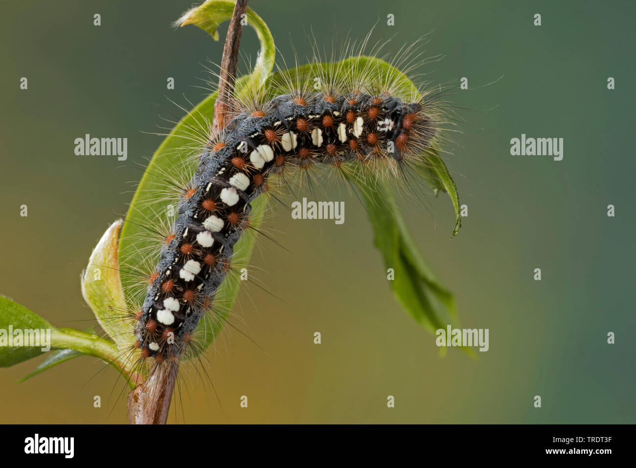 Aatin moth, White Satin Moth (Leucoma salicis, Stilpnotia salicis ...