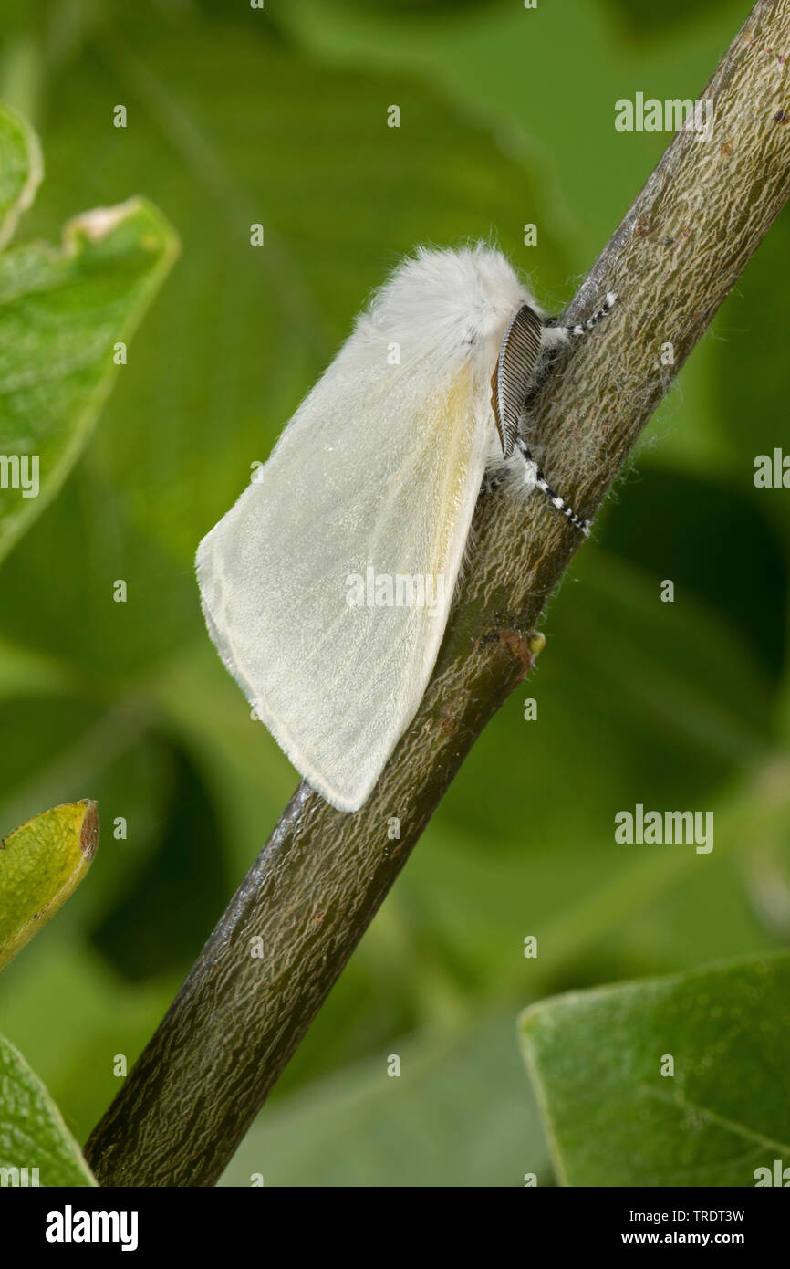 Aatin moth, White Satin Moth (Leucoma salicis, Stilpnotia salicis ...