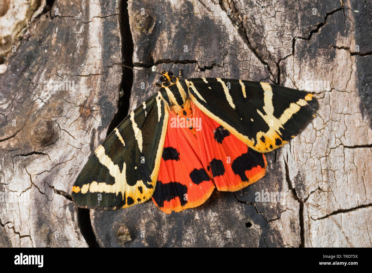 Jersey tiger, Russian tiger (Euplagia quadripunctaria, Callimorpha ...