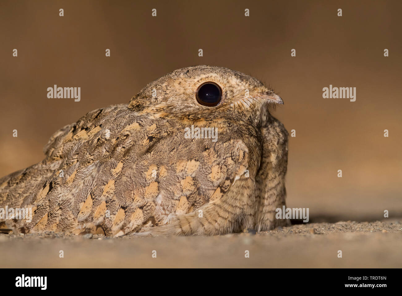 Egyptian nightjar (Caprimulgus aegyptius, Caprimulgus aegyptius ...