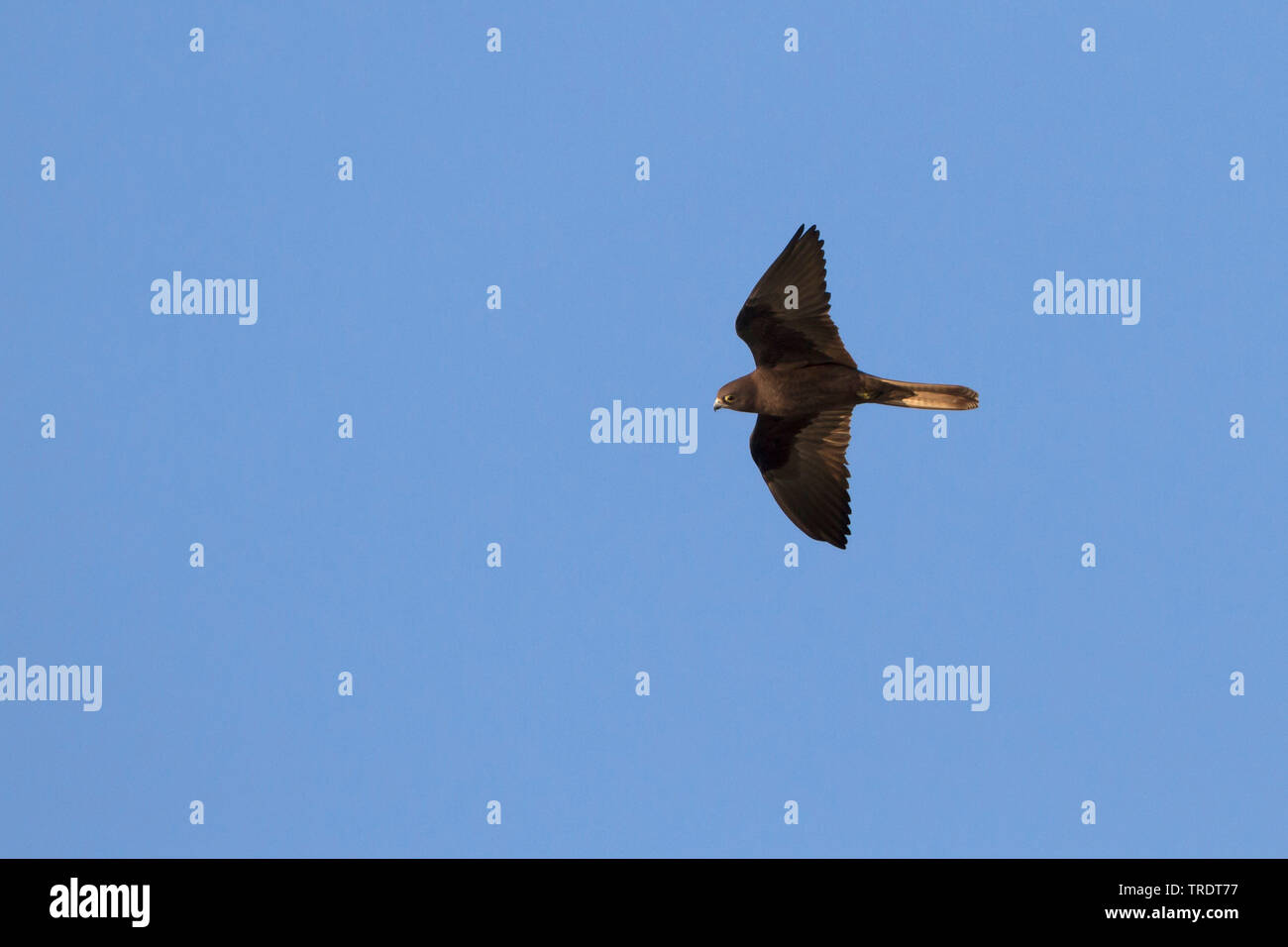 Eleonora's falcon (Falco eleonorae), flying, Cyprus Stock Photo - Alamy