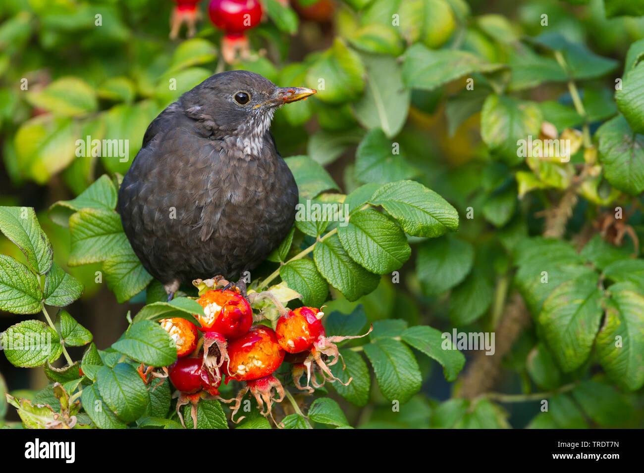Rose hip bird hi-res stock photography and images - Alamy