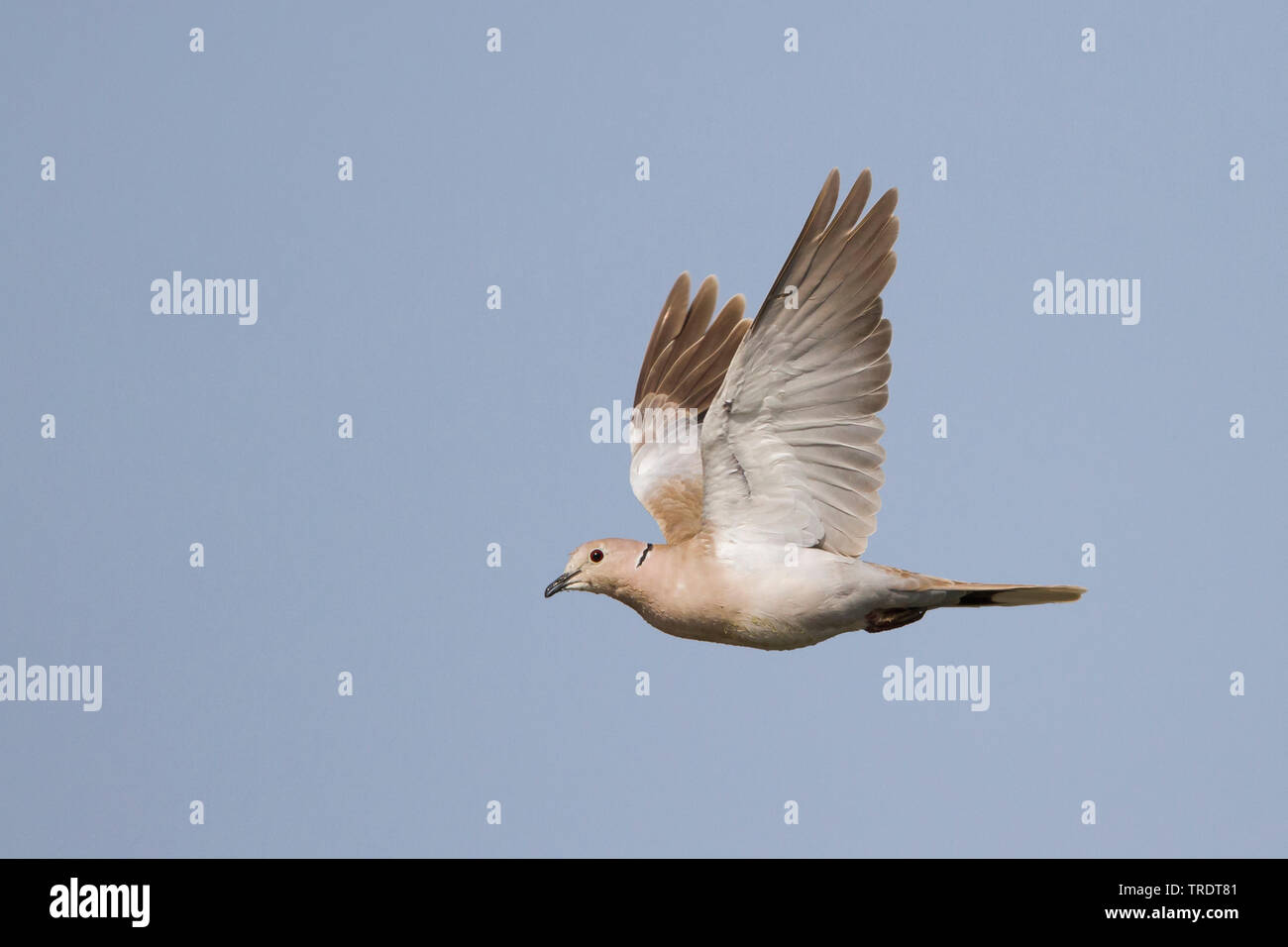 Collared dove flying flight hi-res stock photography and images - Alamy