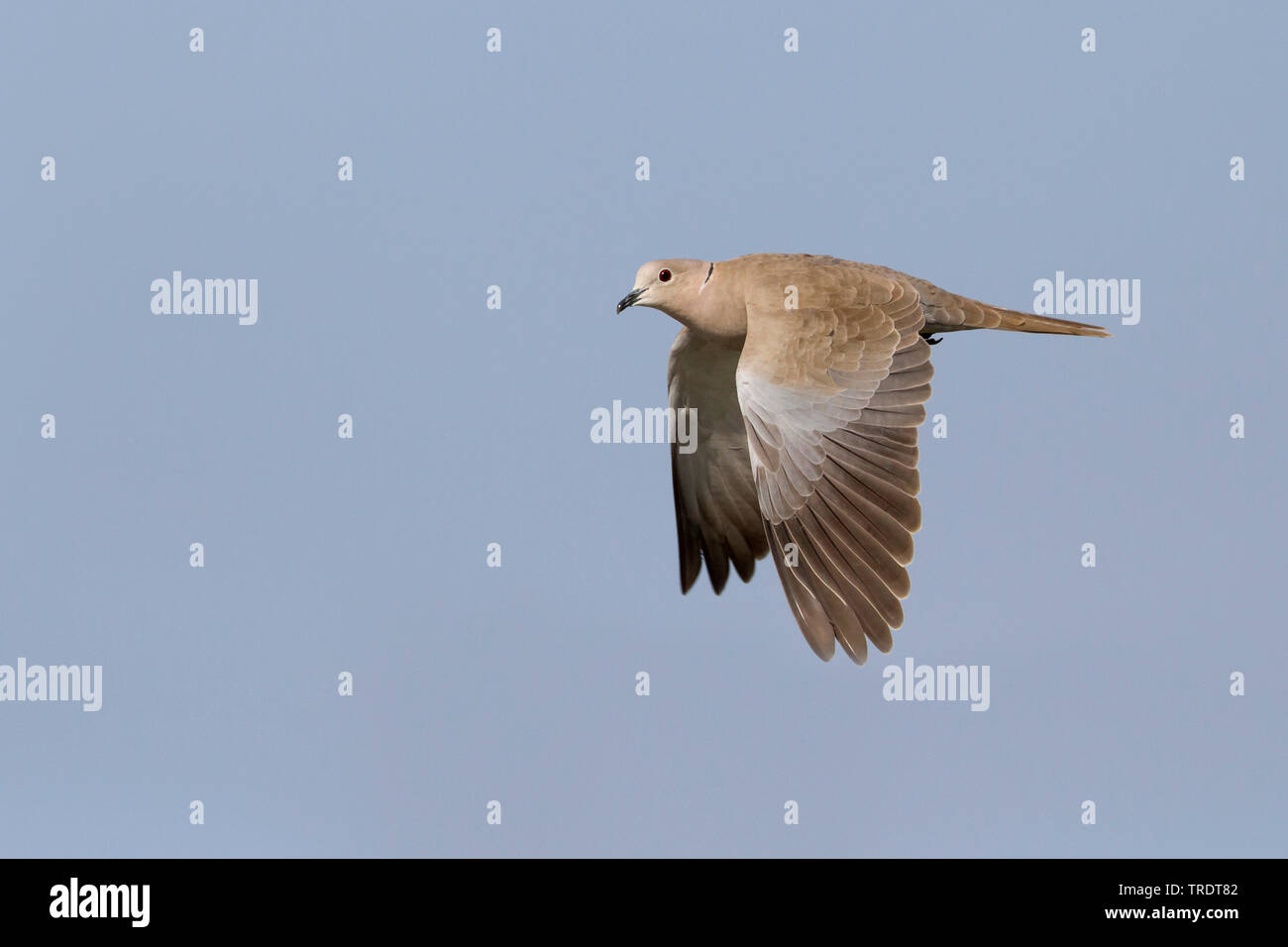 Eurasian Collared Dove Flying
