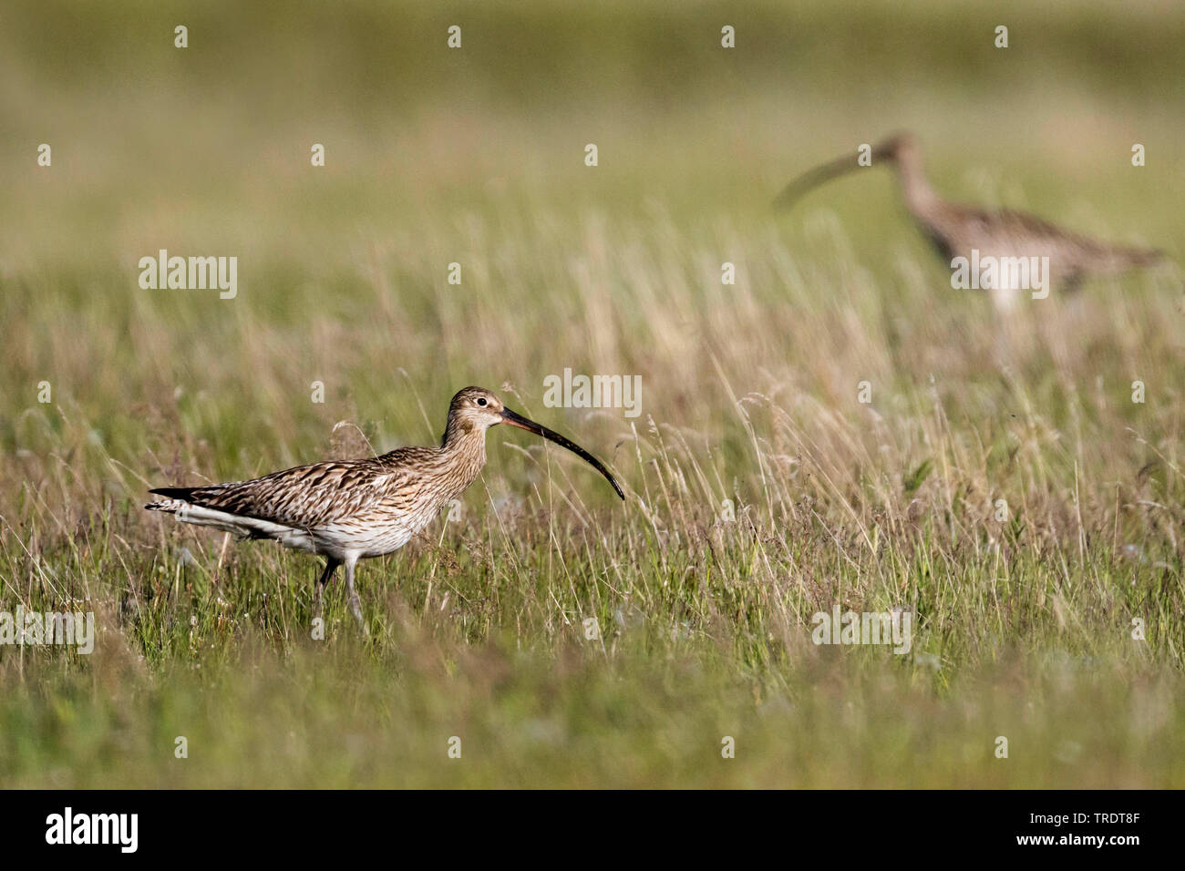 western curlew (Numenius arquata orientalis, Numenius orientalis), on ...