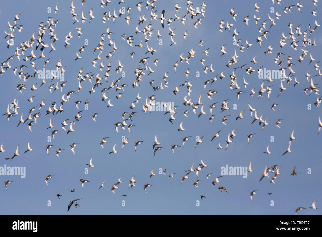 Flock of golden plover in flight hi-res stock photography and images ...