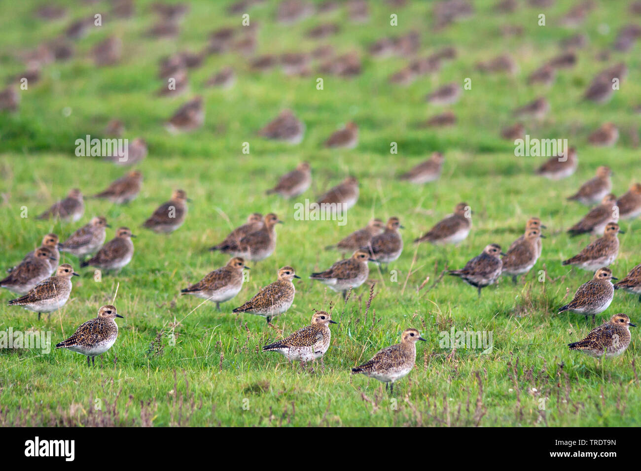 Golden plovers winter hi-res stock photography and images - Alamy