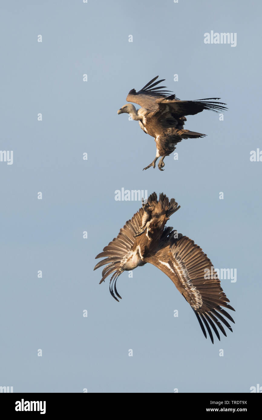 Vultures fighting hi-res stock photography and images - Alamy