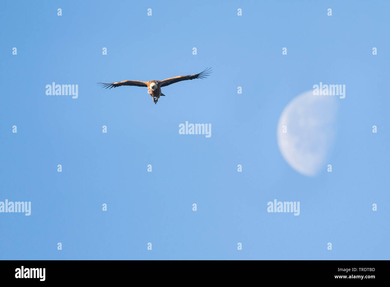 Flying with moon hi-res stock photography and images - Alamy