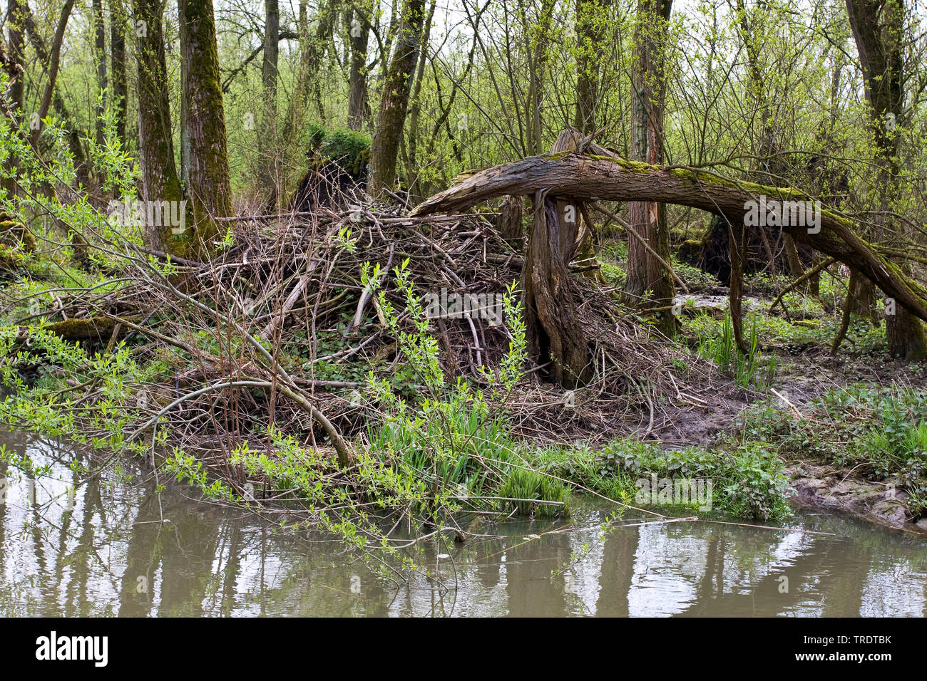 Beaver castle hi-res stock photography and images - Alamy