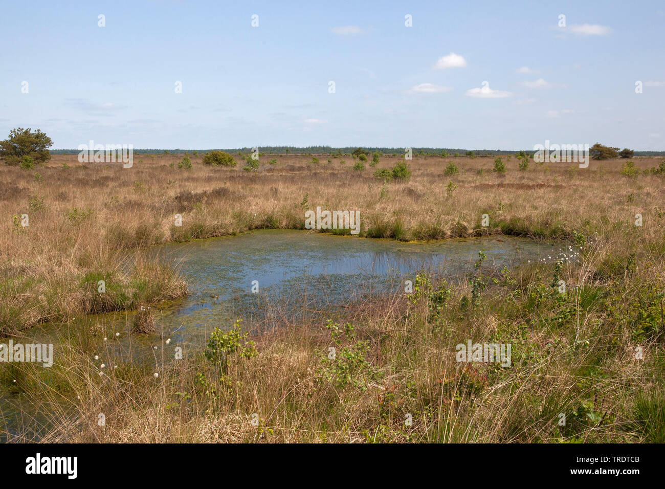 moor pond, Fochtelorveen, Netherlands, Texel Stock Photo - Alamy