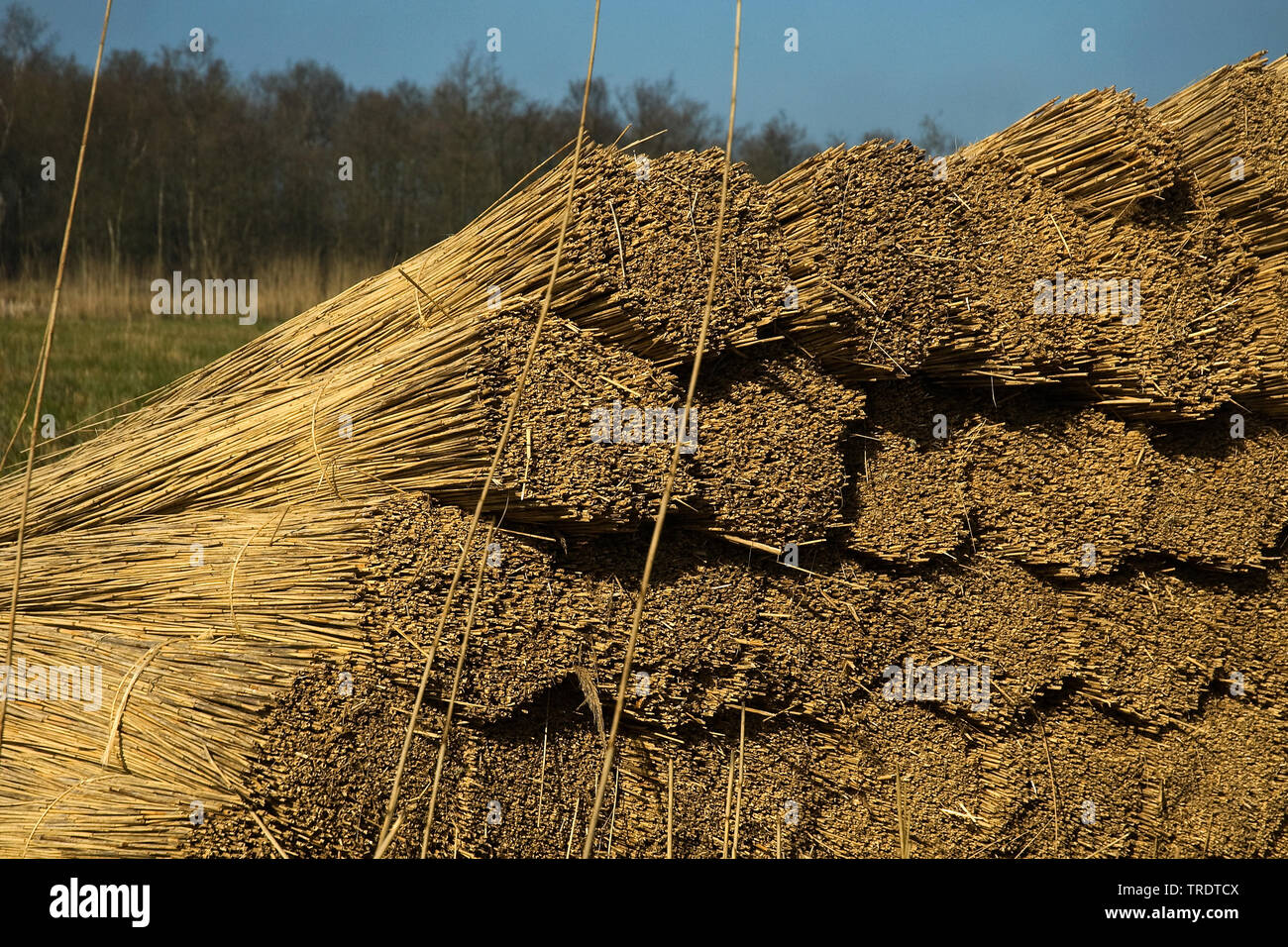 reed cultivation in Naardermeer, Netherlands Stock Photo - Alamy