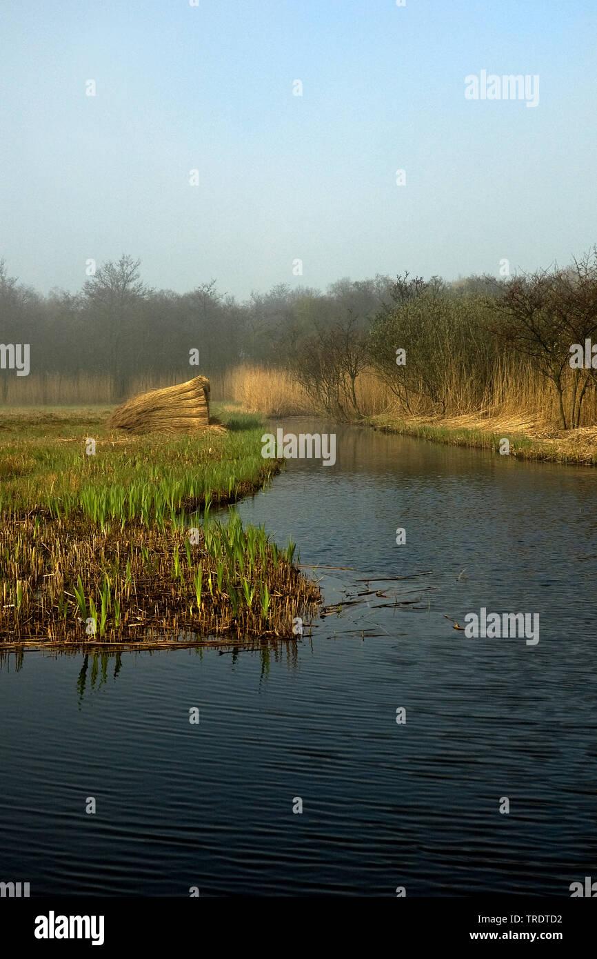 reed cultivation in Naardermeer, Netherlands Stock Photo - Alamy