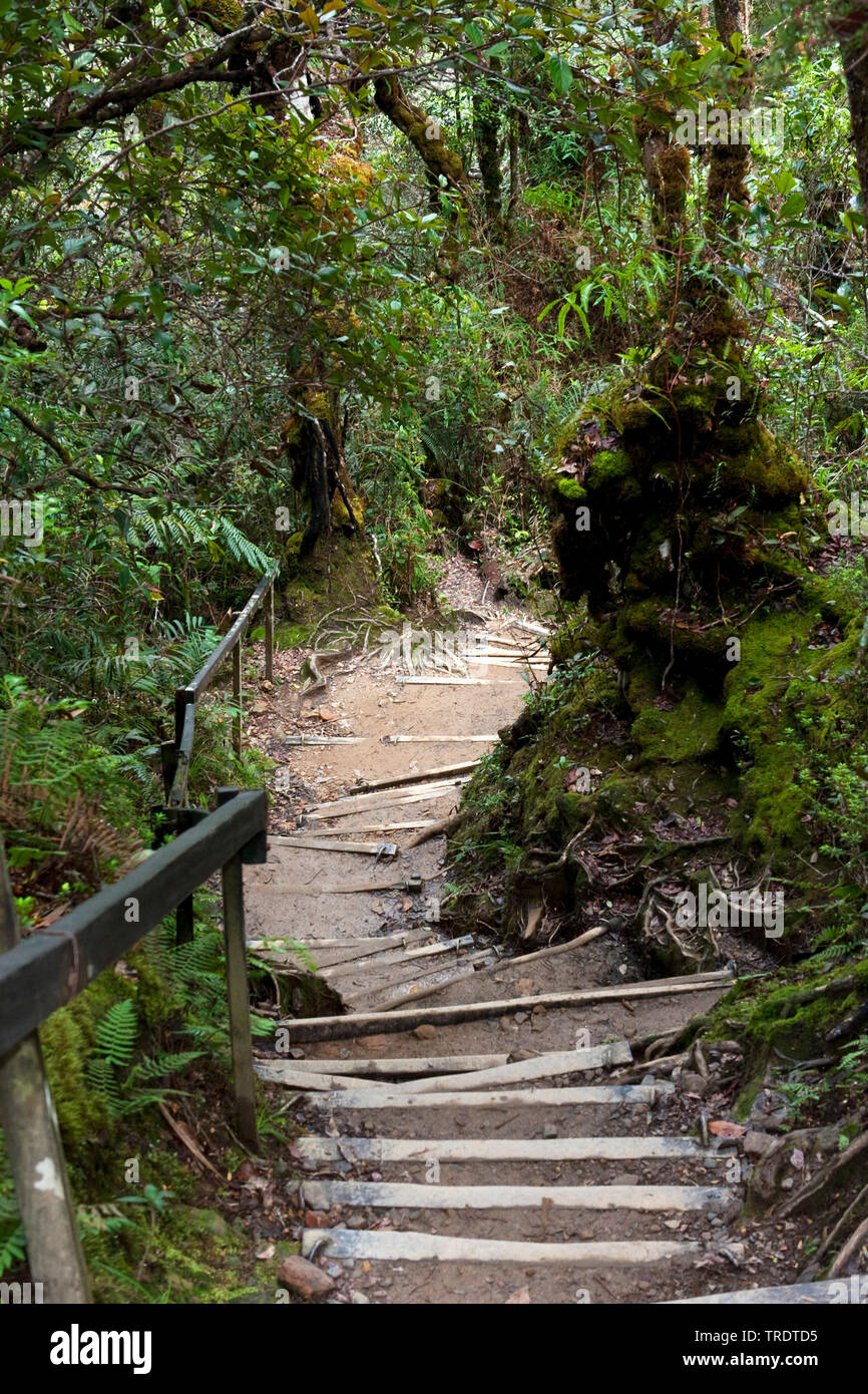 Forest track on slopes hi-res stock photography and images - Alamy